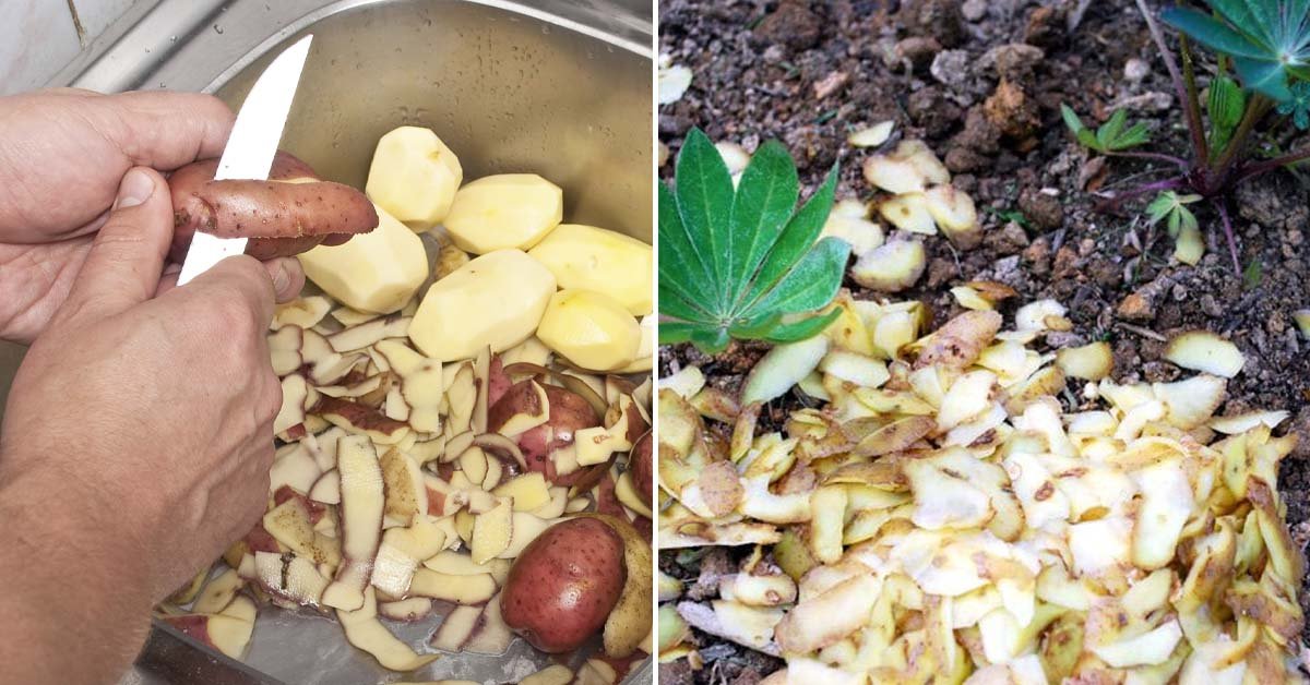 Картофельные очистки как удобрение и как их использовать