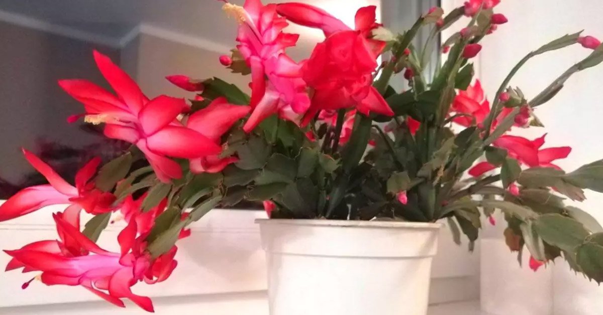 Почему не цветет декабрист