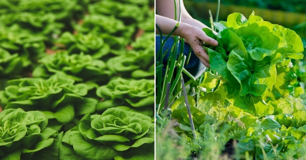 Салат-латук