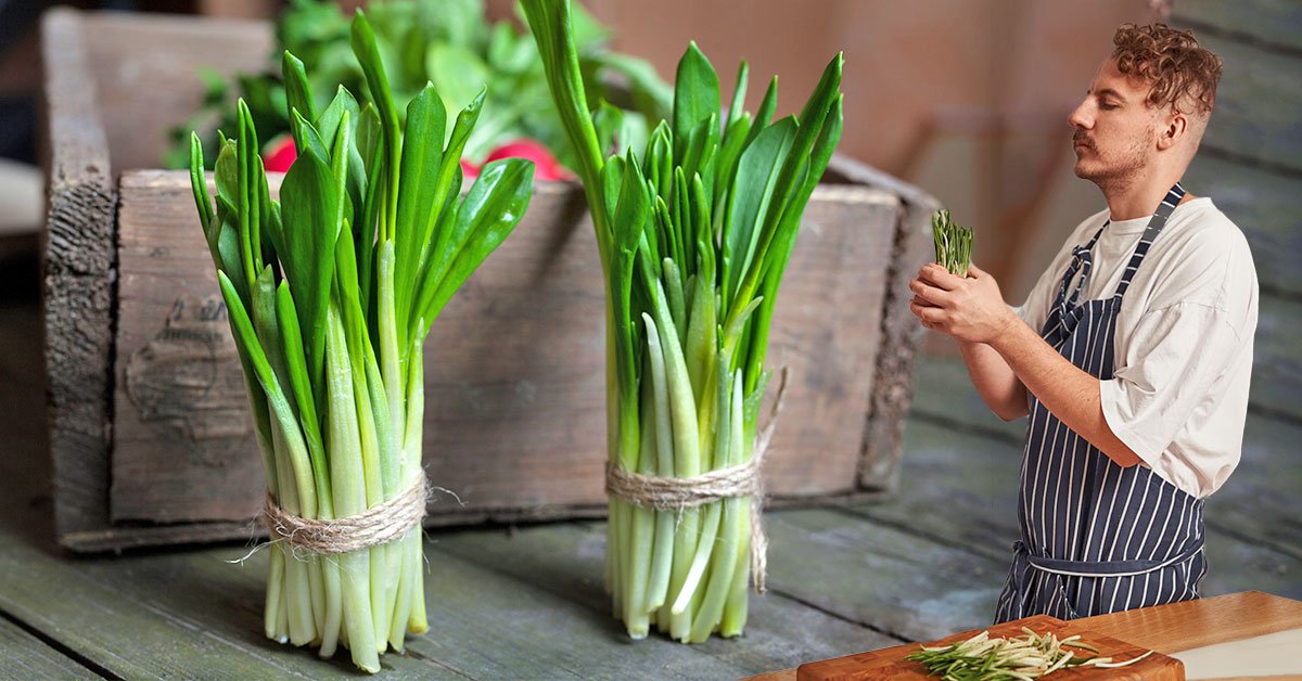 Свежая черемша: можно ли есть растение