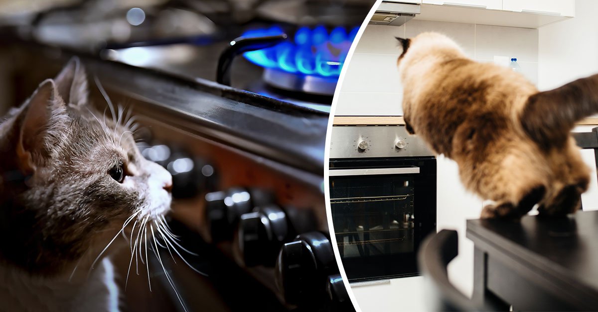 Умный кот спас жизнь человеку